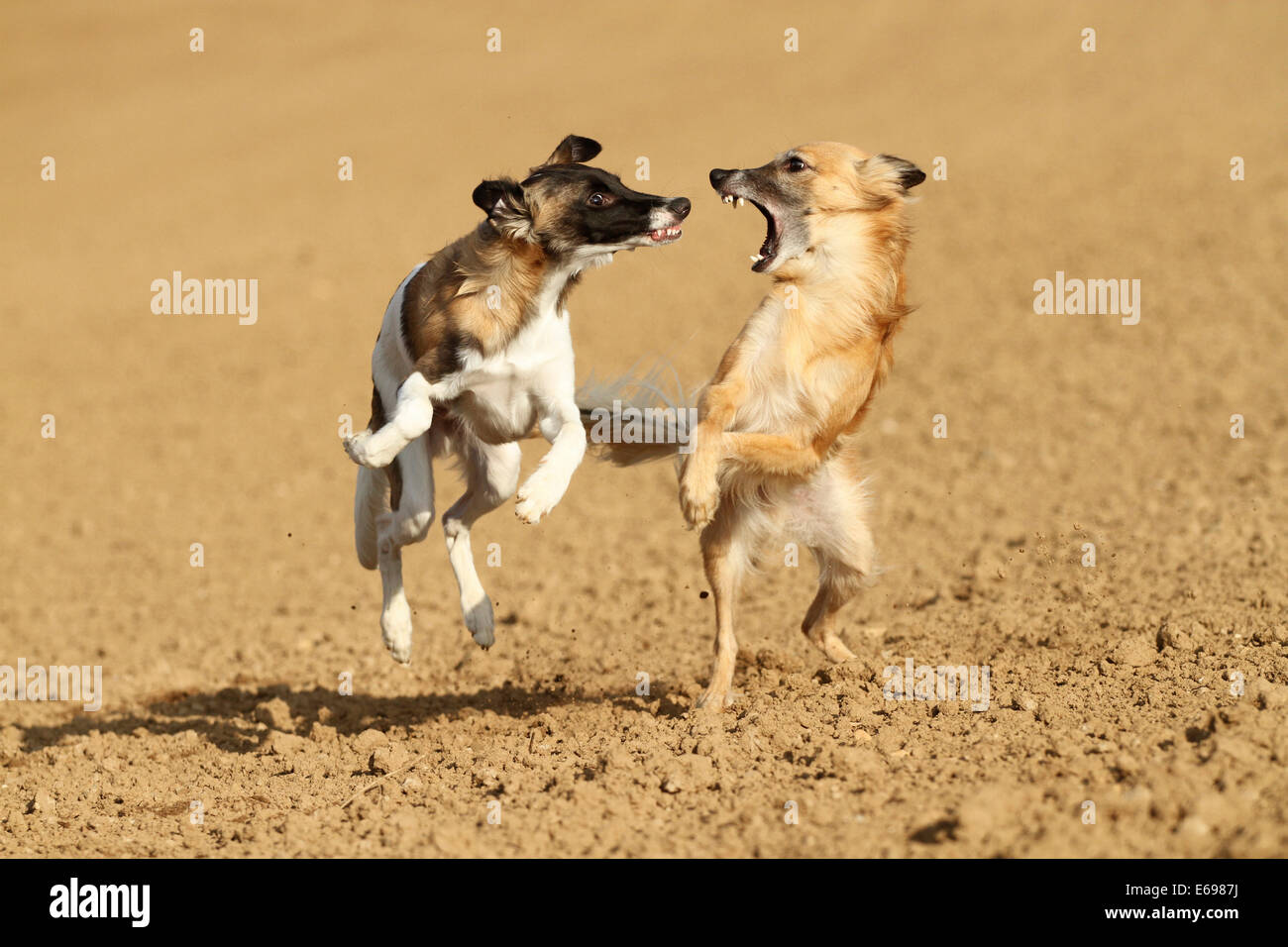 Silken Windsprite male dogs playing on a field, Rhineland-Palatinate ...