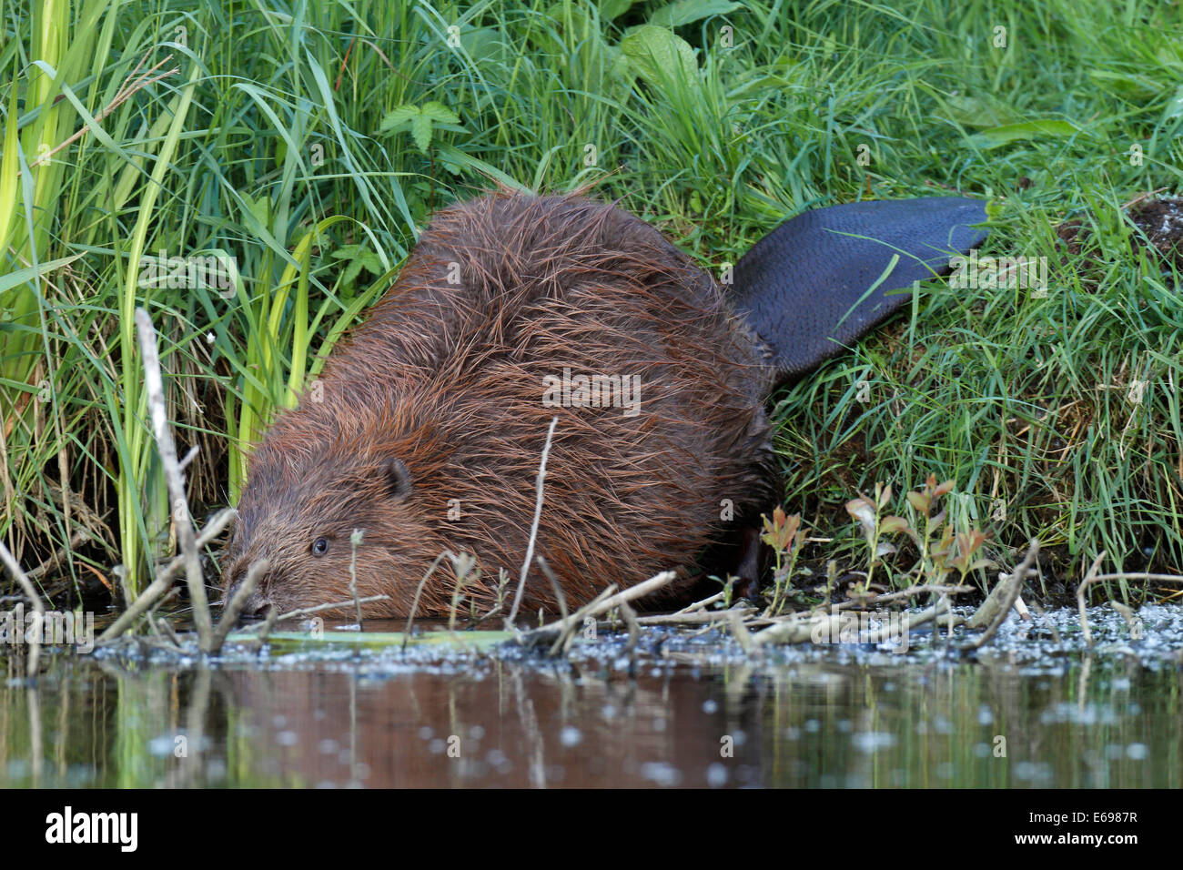 European Beaver (Castor fiber), adult, in the biotope, Peenetal Nature ...
