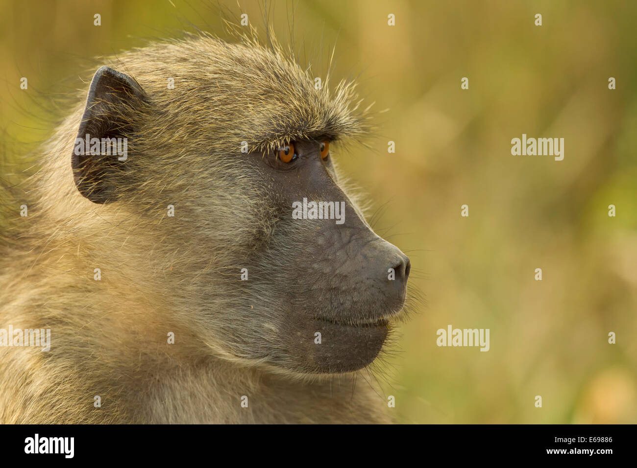 A chacma baboon Stock Photo - Alamy