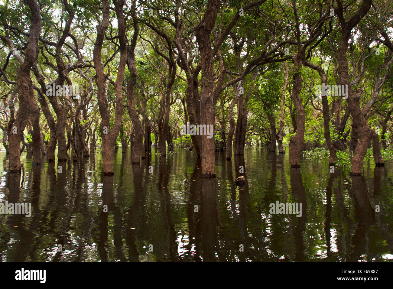 Mangroves, mangrove swamp, forest on the Tonle Sap Lake, Siem Reap ...