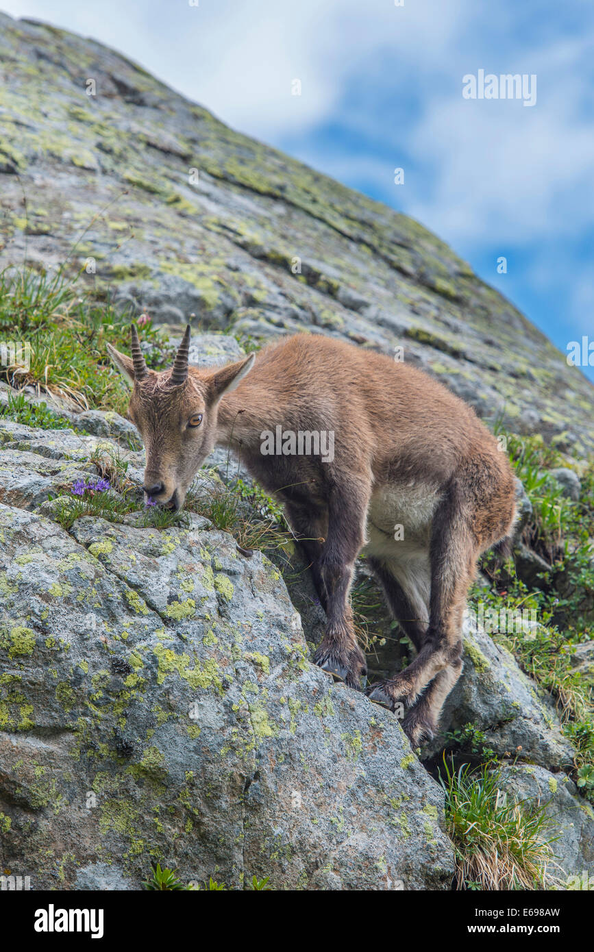 Alpine Ibex (Capra ibex) feeding on flowers on a rock, Mont Blanc ...