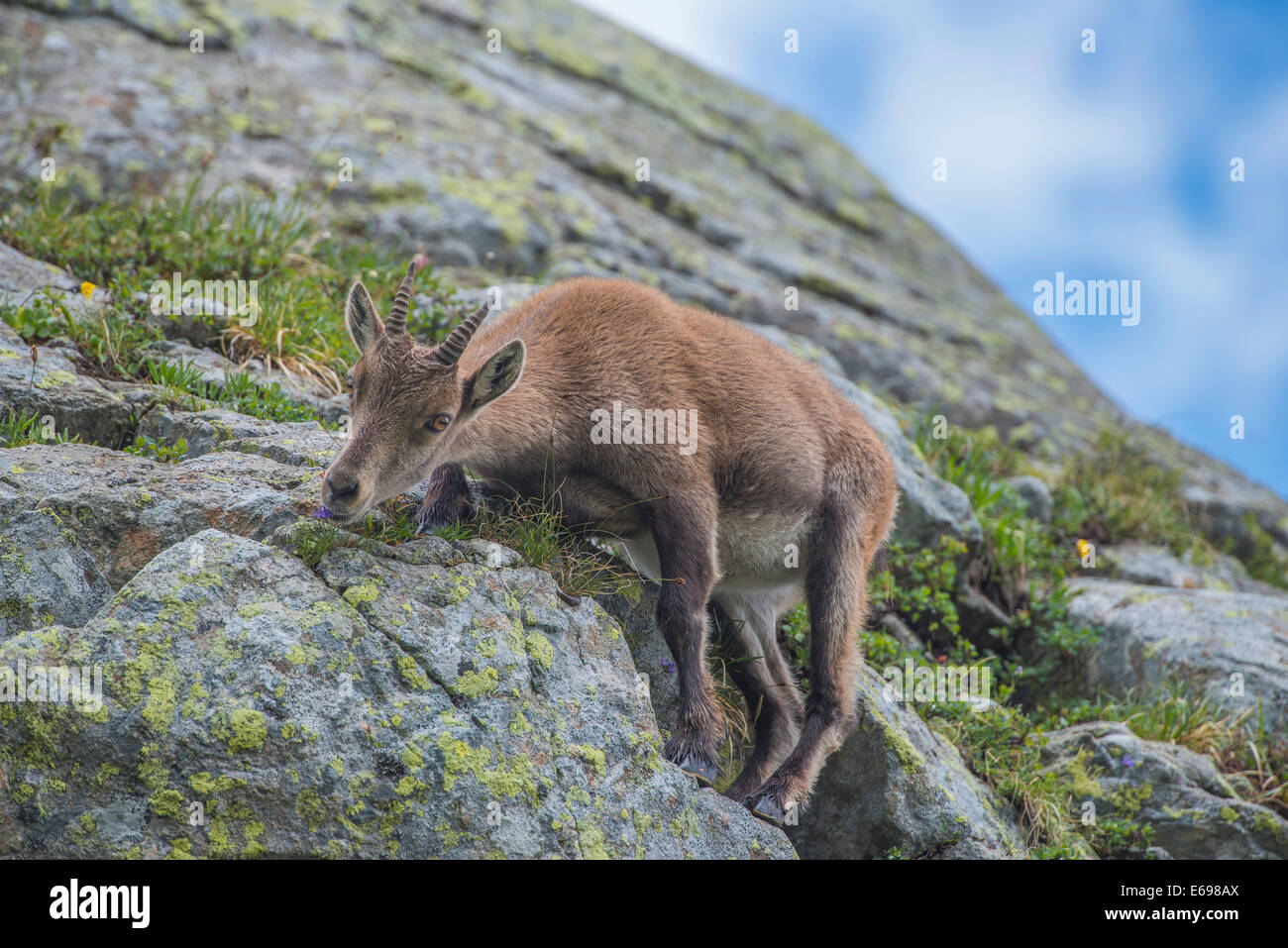Alpine Ibex (Capra ibex) feeding on flowers on a rock, Mont Blanc ...