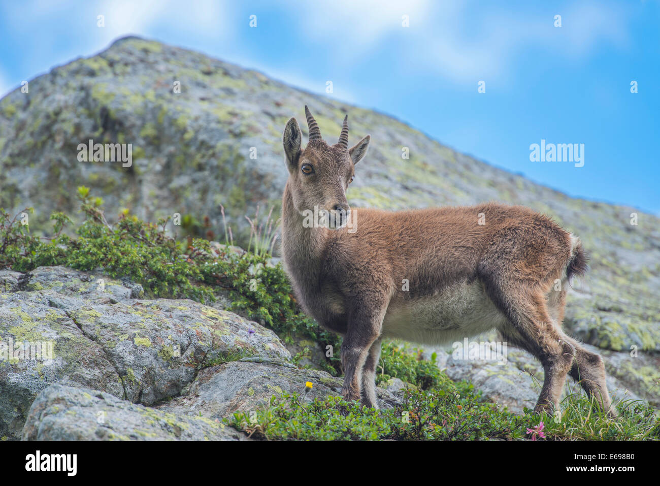 Alpine Ibex (Capra ibex) on a rock, Mont Blanc, France Stock Photo - Alamy