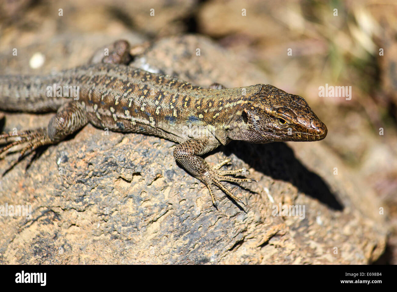 Tenerife Lizard or Western Canaries Lizard (Gallotia galloti), Tenerife ...