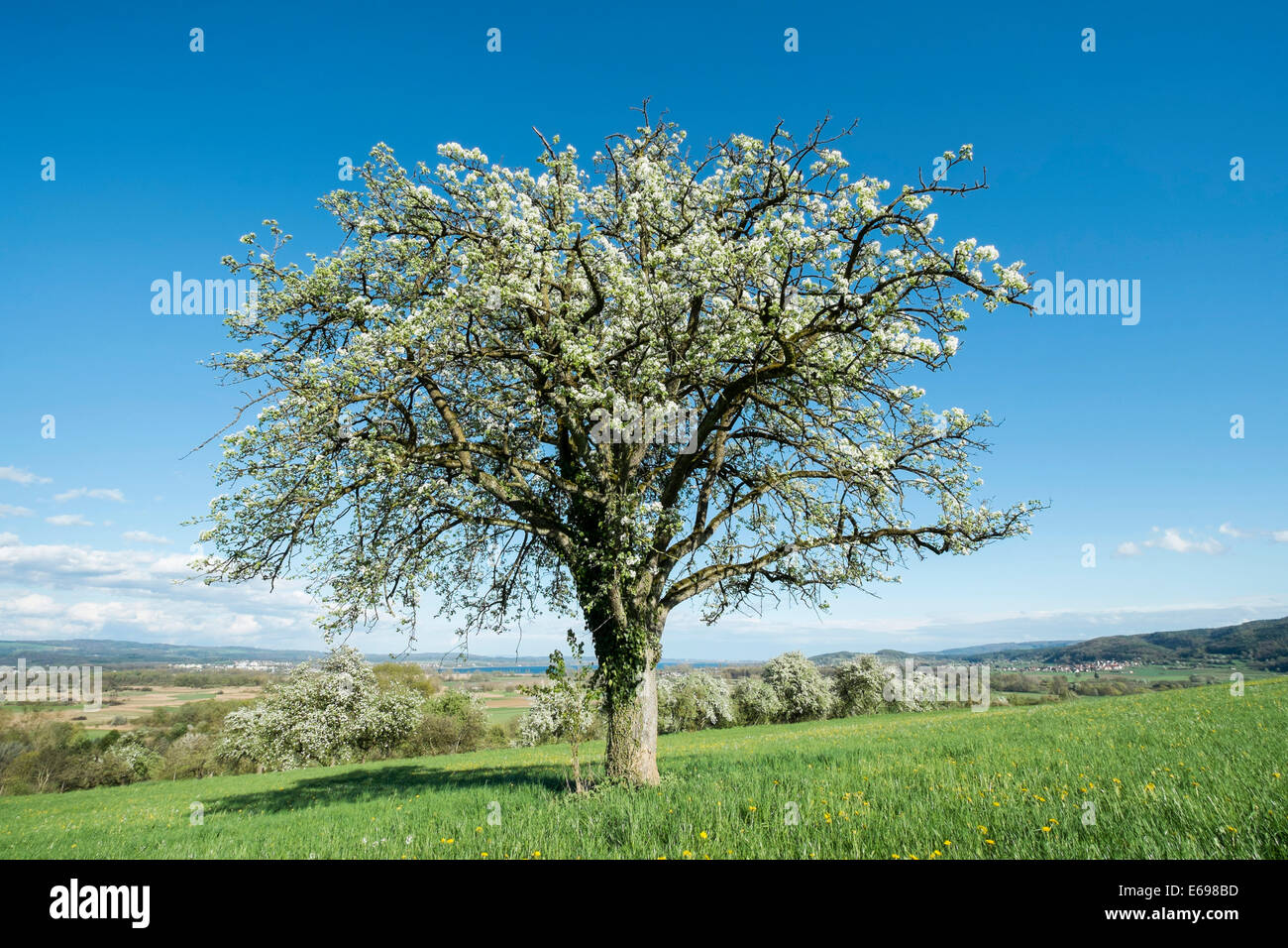Old fruit hi-res stock photography and images - Alamy
