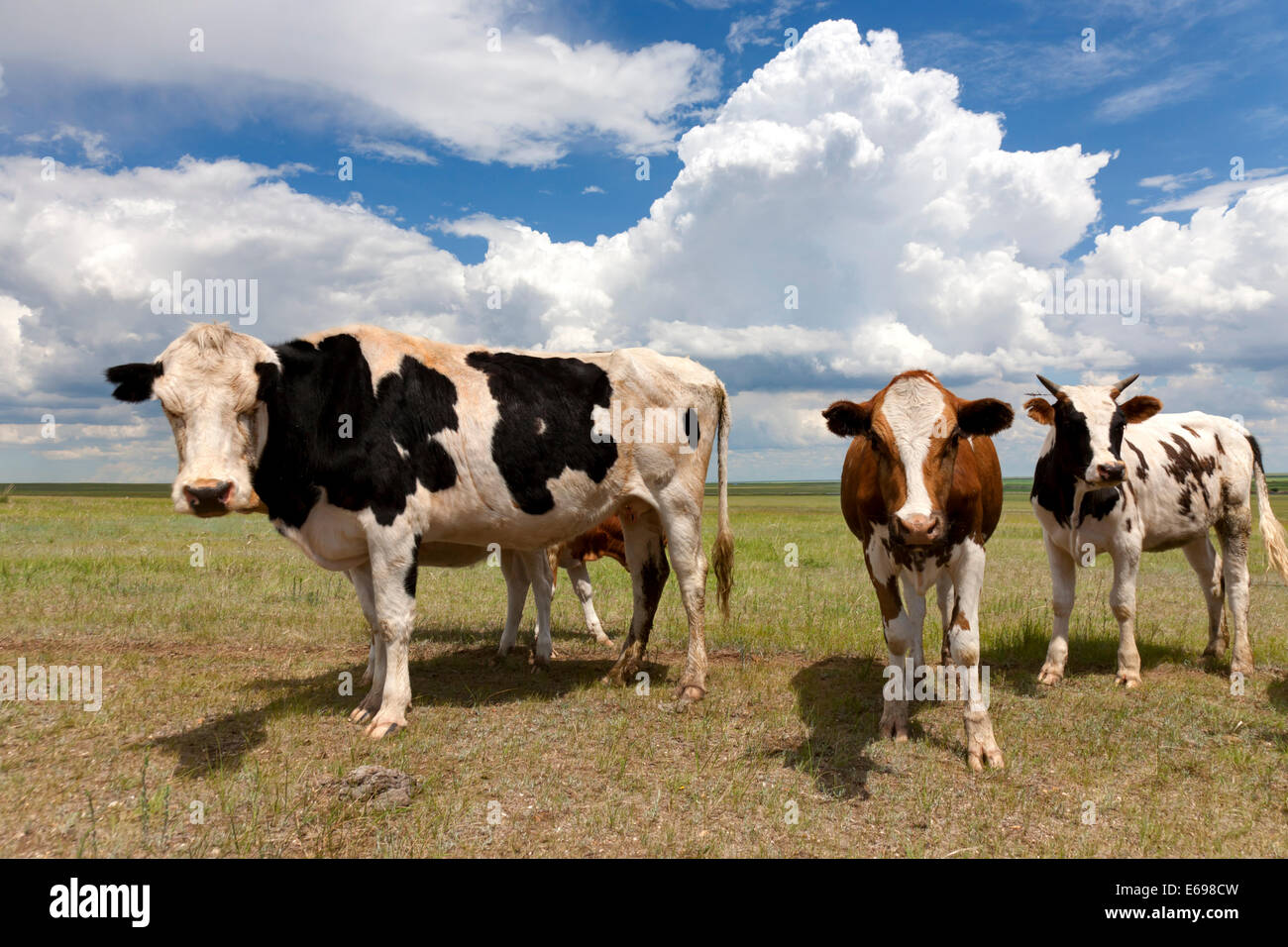 Cows on farmland Stock Photo - Alamy