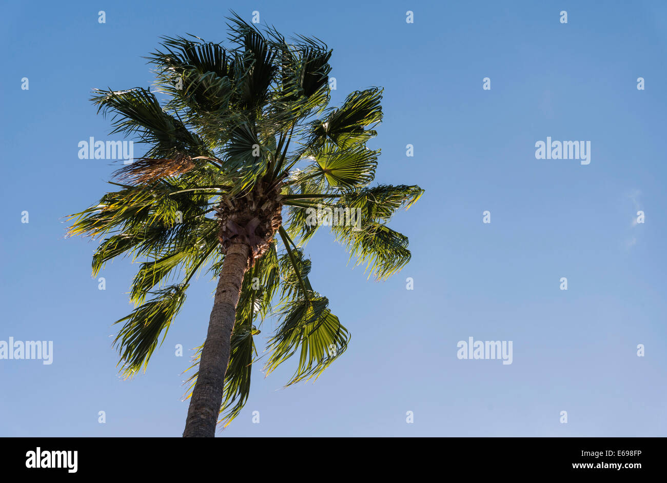Palma arecaceae hi-res stock photography and images - Alamy
