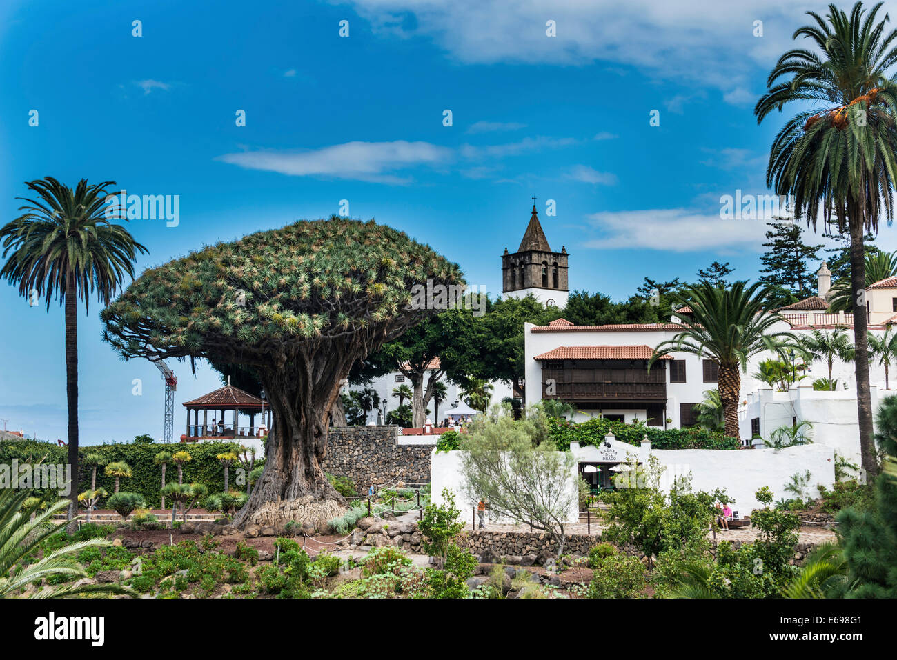 Dragon Tree, Icod de los Vinos, Tenerife, Canary Islands, Spain Stock ...