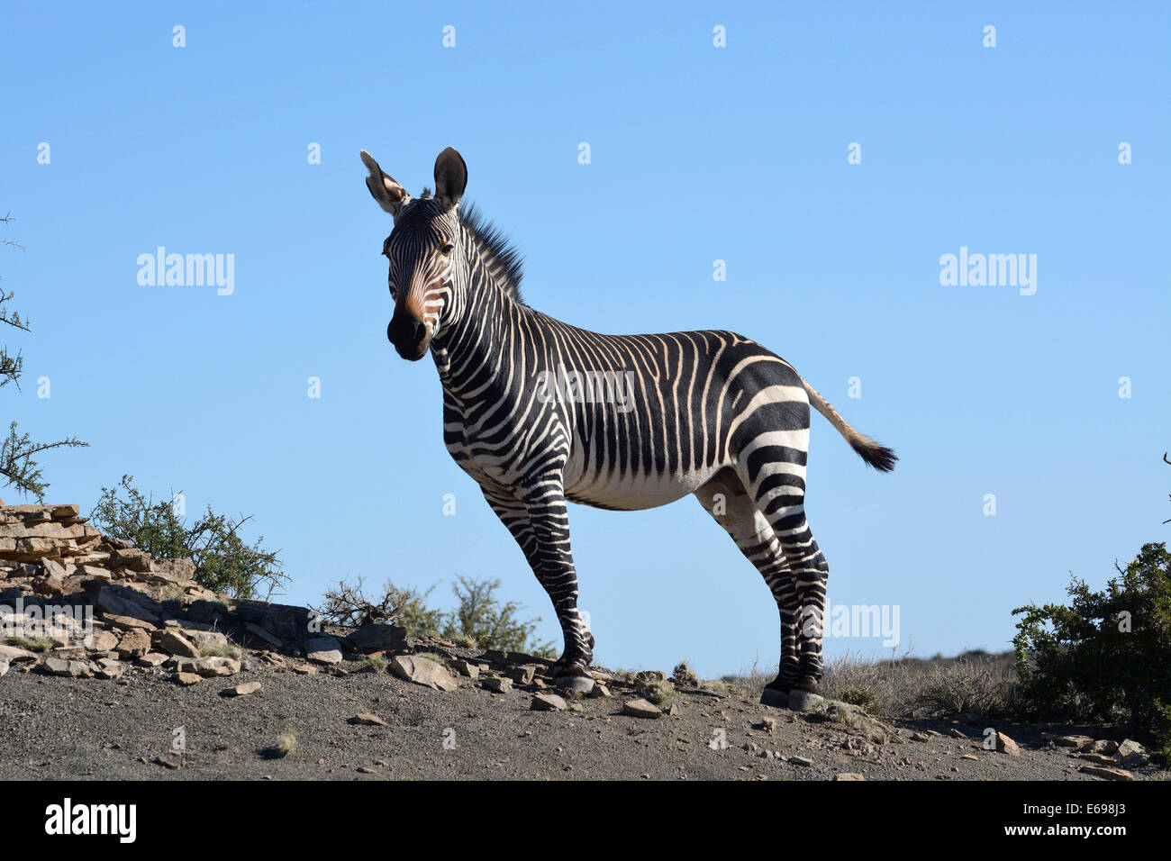 South africa safari and western cape hi-res stock photography and ...