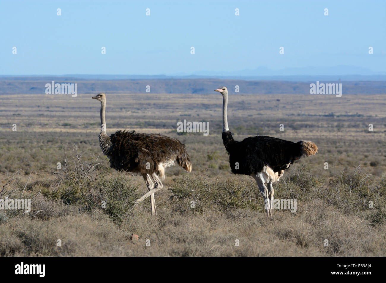 Ostrich or Common Ostrich (Struthio camelus), Karoo Nature Reserve ...