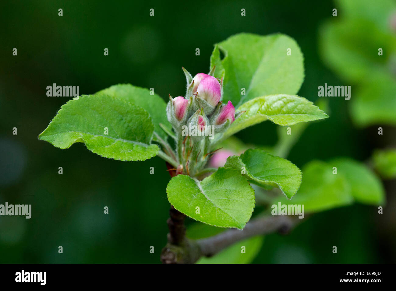 Apple buds (Malus domesticus Stock Photo - Alamy