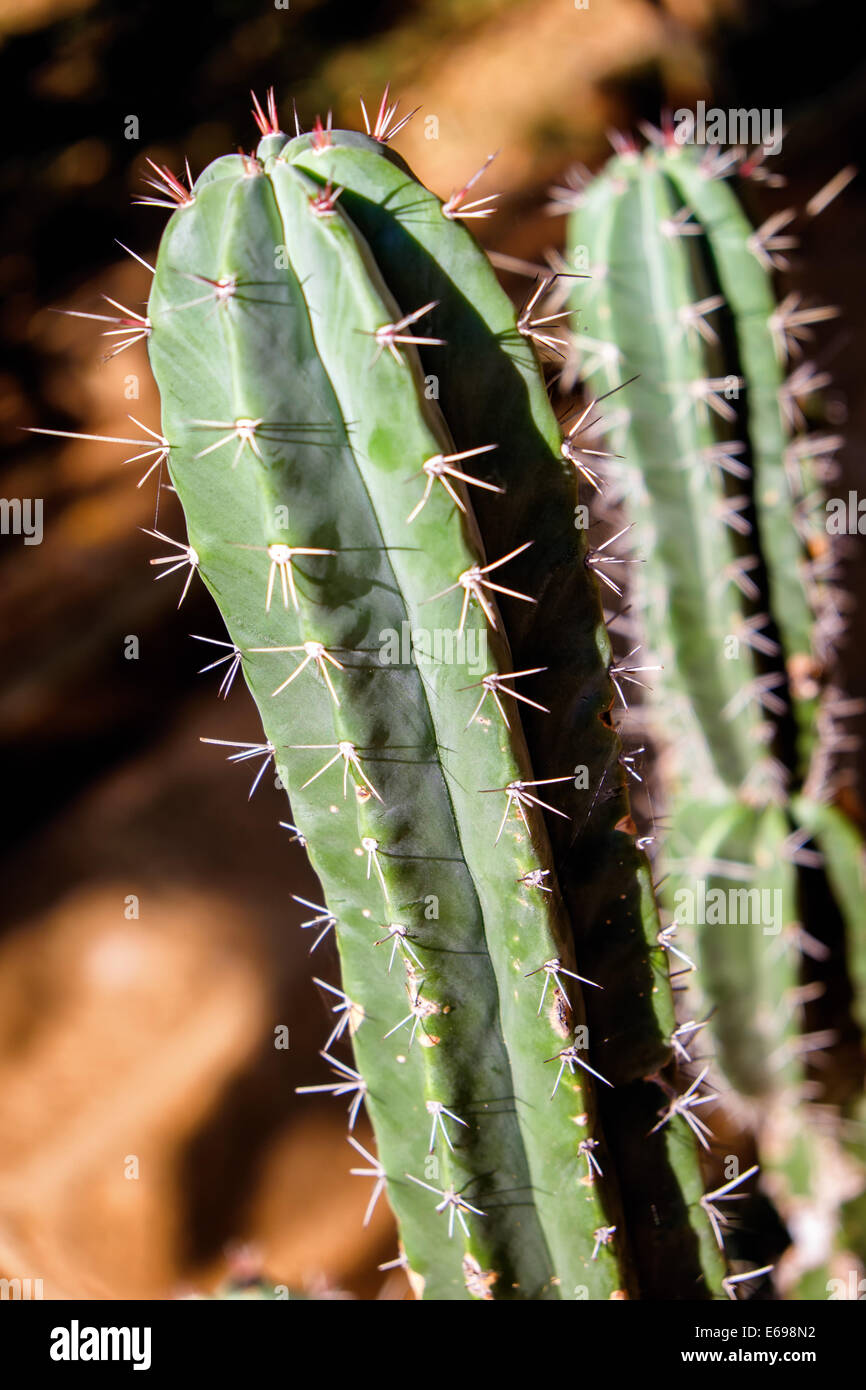 Green spiny plant hi-res stock photography and images - Alamy