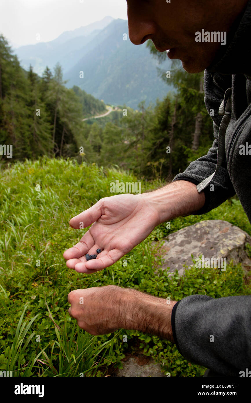 Man picking wild blueberries, Switzerland Stock Photo - Alamy