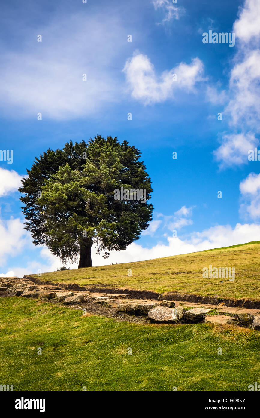 A Tree on a Hill Stock Photo - Alamy