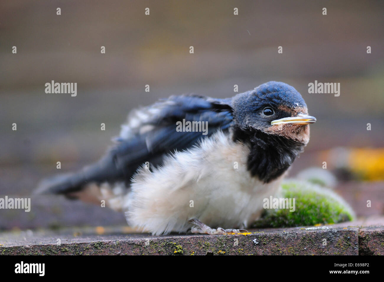 Fledgeling bird hi-res stock photography and images - Alamy