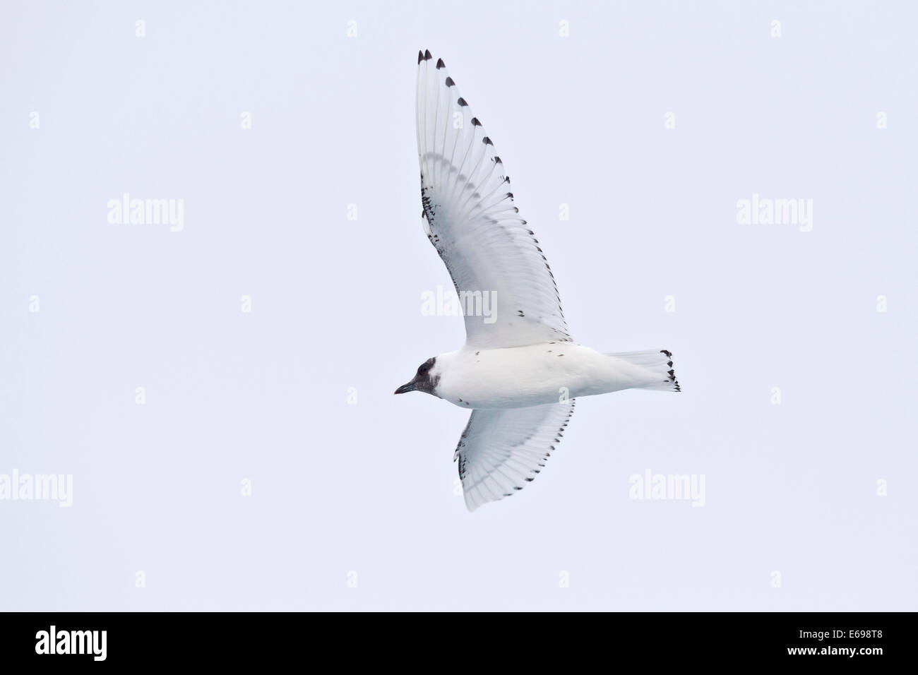 Ivory Gull (Pagophila eburnea), young bird in flight, Arctic Ocean ...