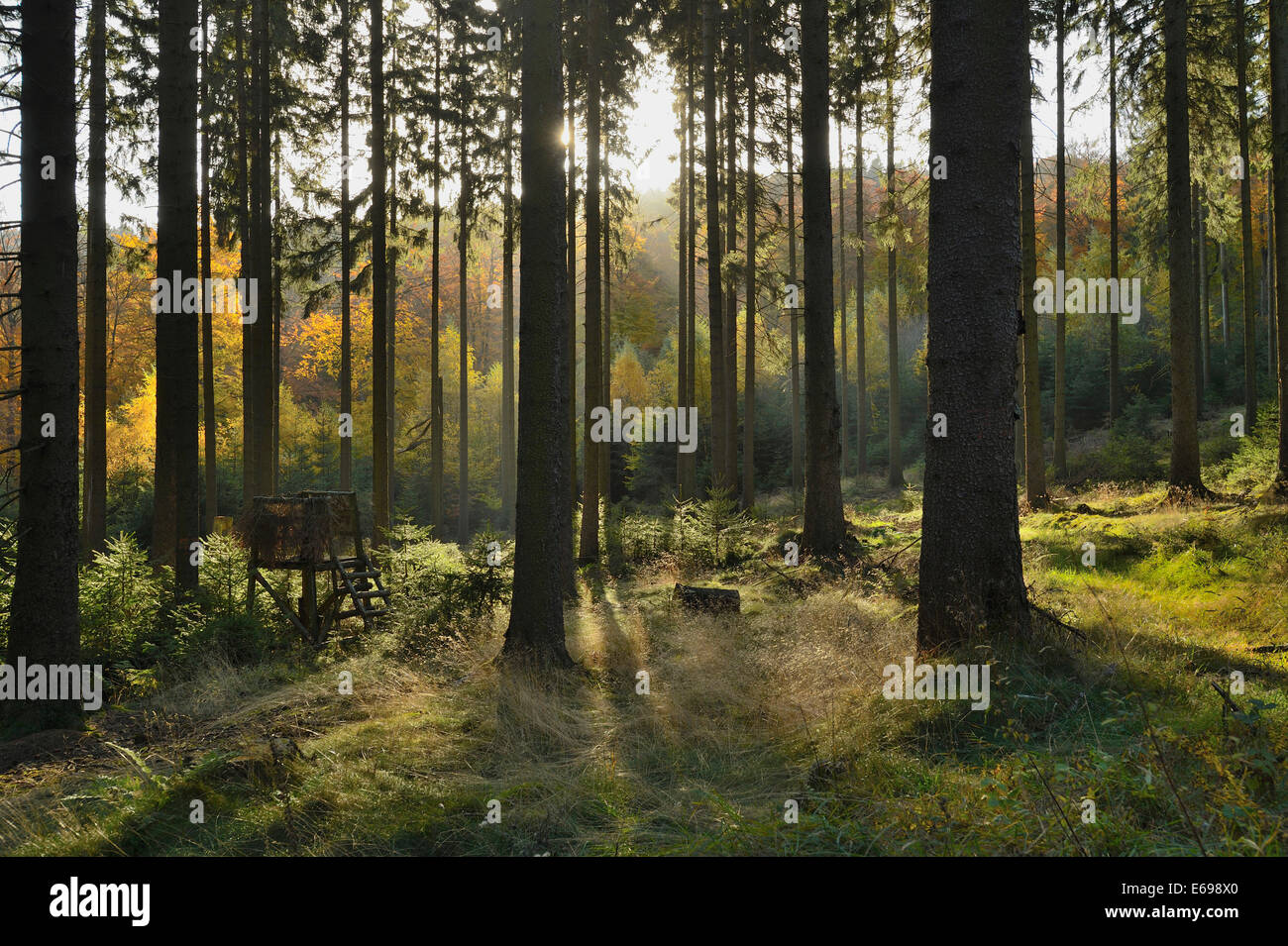 Raised hide in the spruce forest Stock Photo - Alamy
