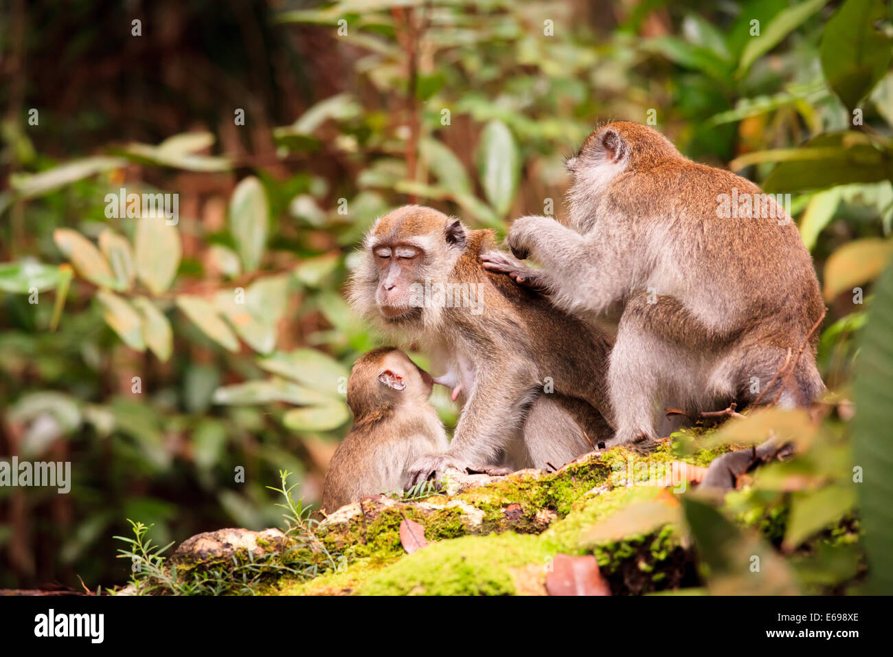 Monkey family taking care of each others Stock Photo - Alamy