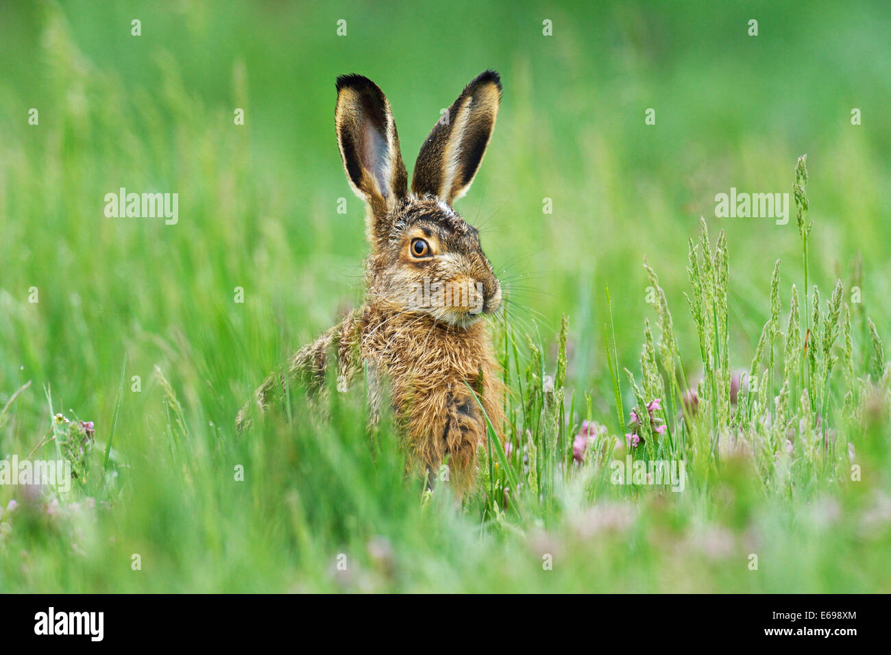 Young European Hare or Brown Hare (Lepus europaeus), in tall grass ...