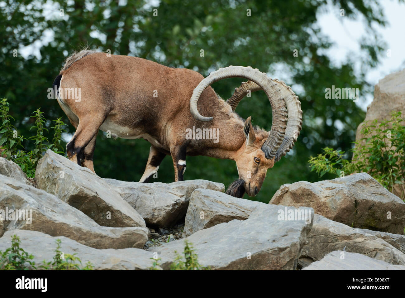 Nubian ibex (Capra nubiana), captive, Switzerland Stock Photo - Alamy