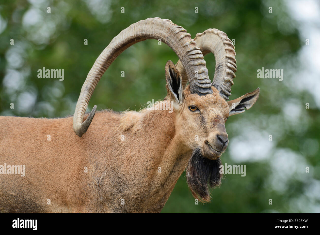 Nubian ibex (Capra nubiana), captive, Switzerland Stock Photo - Alamy