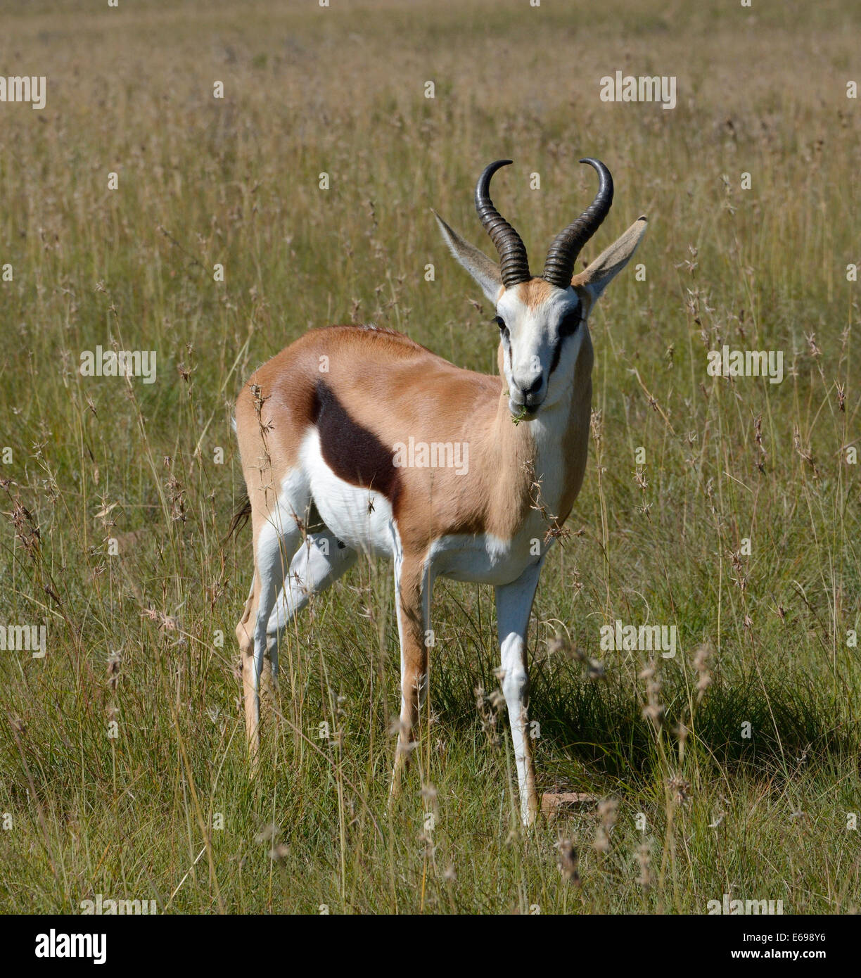 Springbok (Antidorcas marsupialis), Eastern Cape, South Africa Stock ...