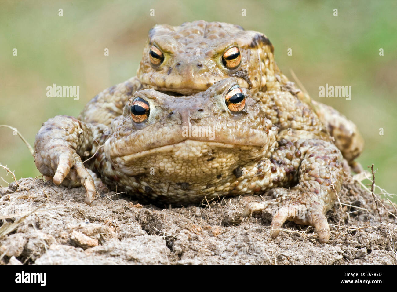 Common Toads Pair High Resolution Stock Photography and Images - Alamy
