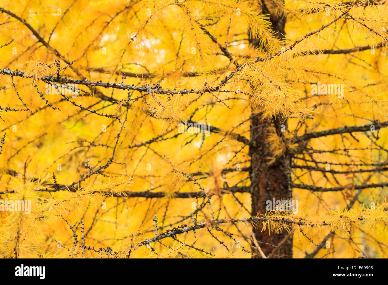 Autumn yellow larch tree hi-res stock photography and images - Alamy