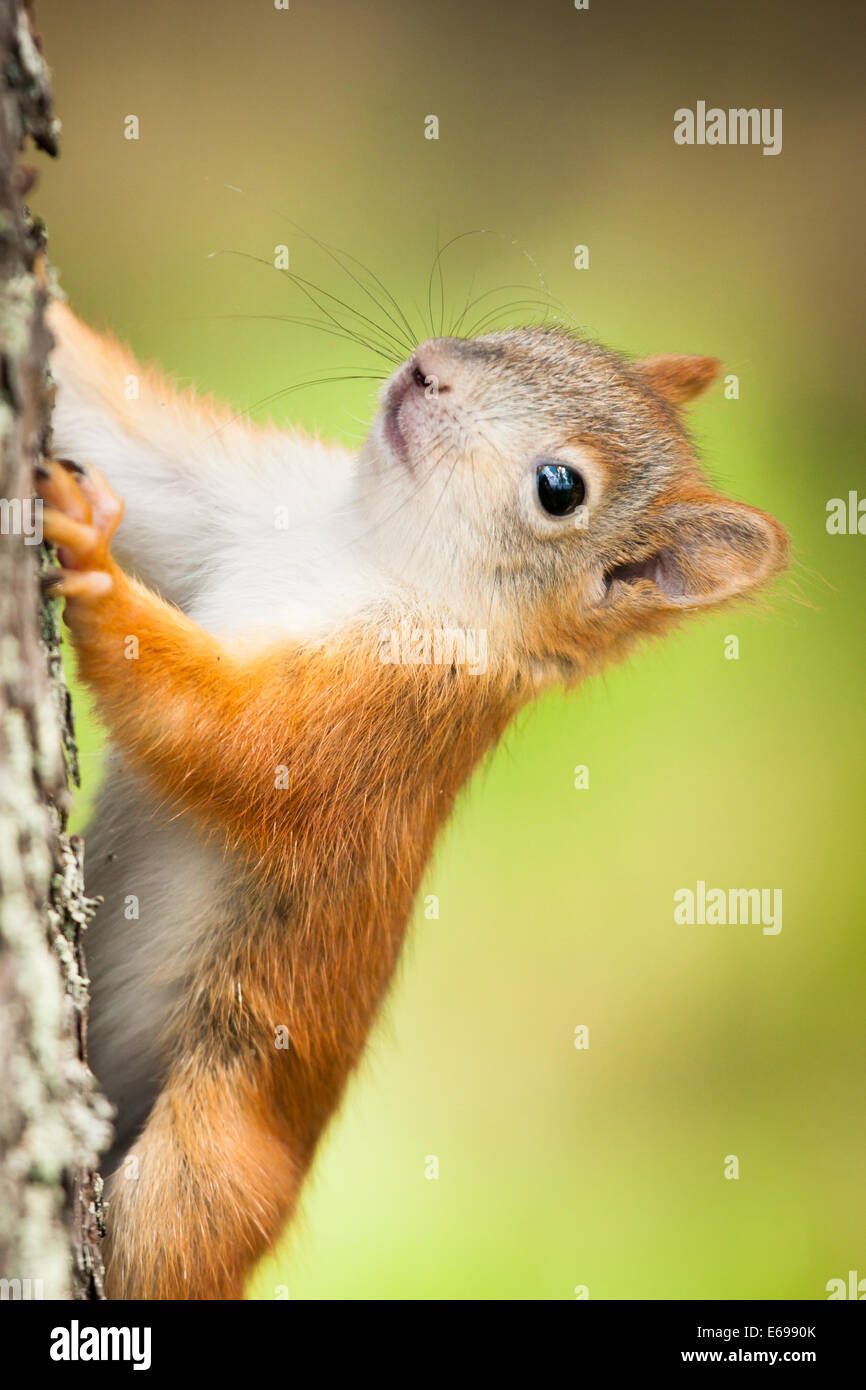Baby squirrel hi-res stock photography and images - Alamy
