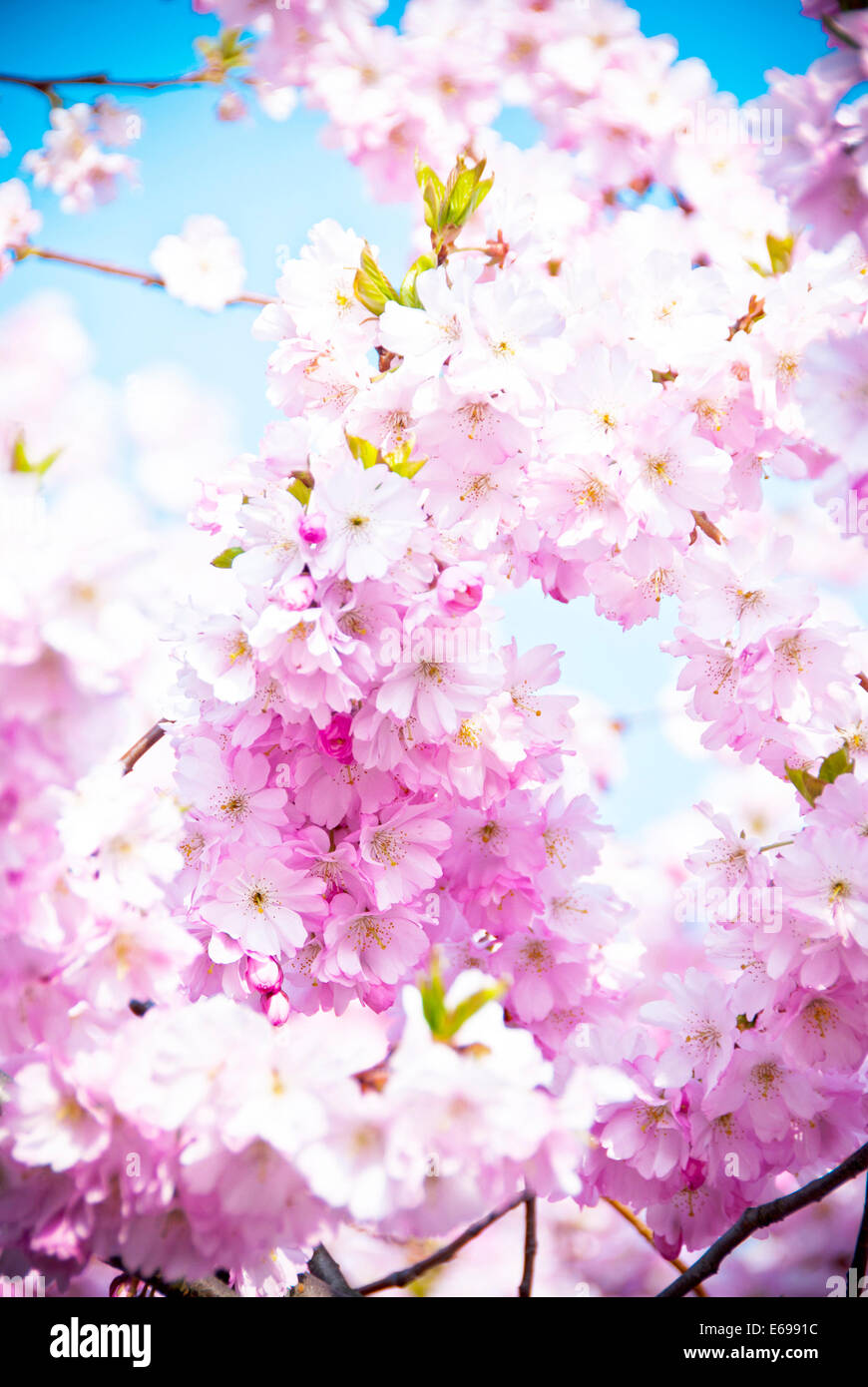 cherry tree in bloom Stock Photo - Alamy