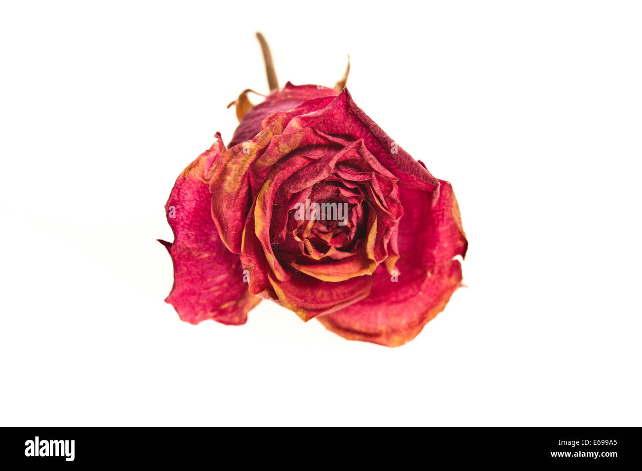 Dry red rose flower hi-res stock photography and images - Alamy