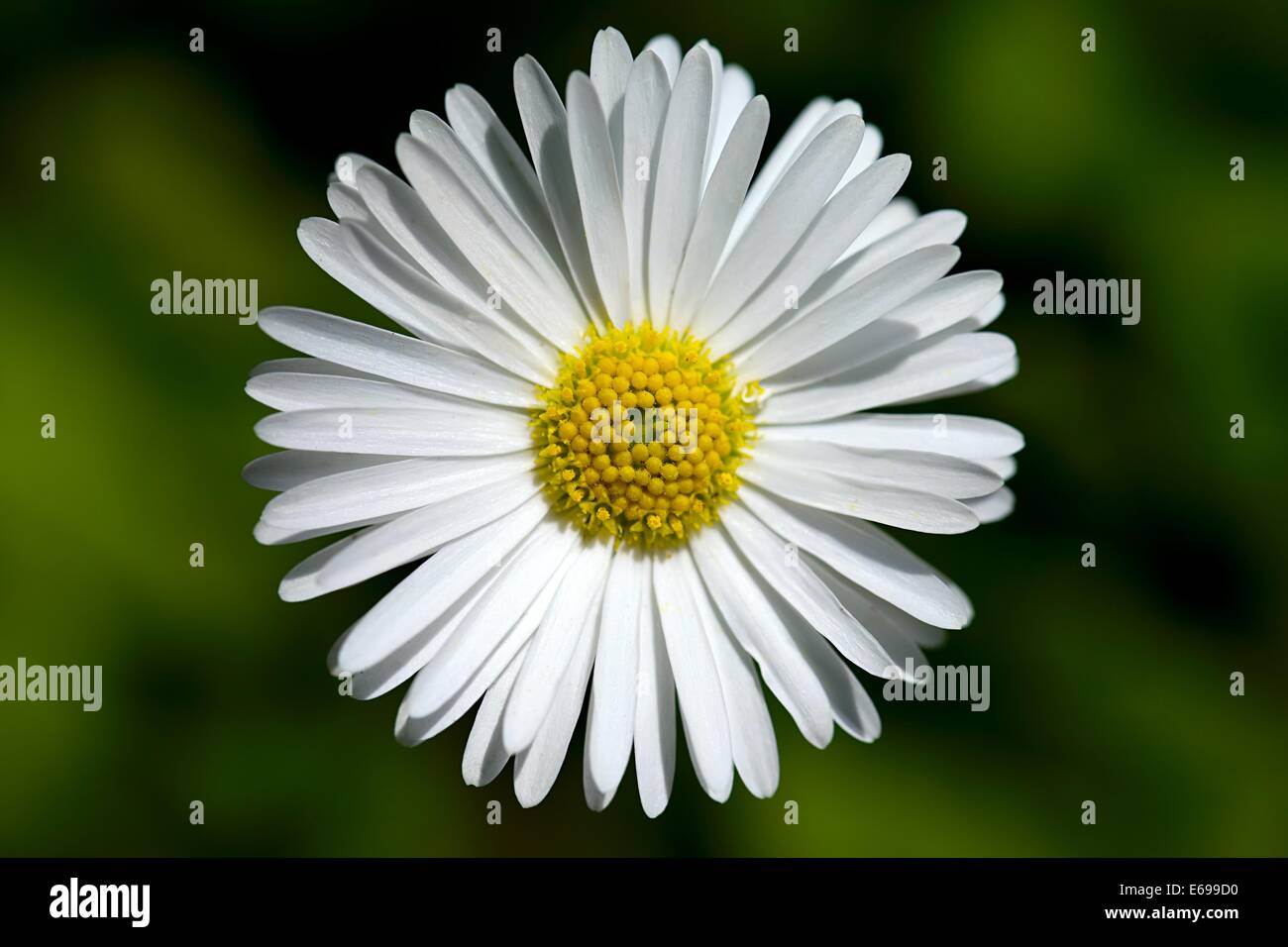 Pretty small flower hi-res stock photography and images - Alamy