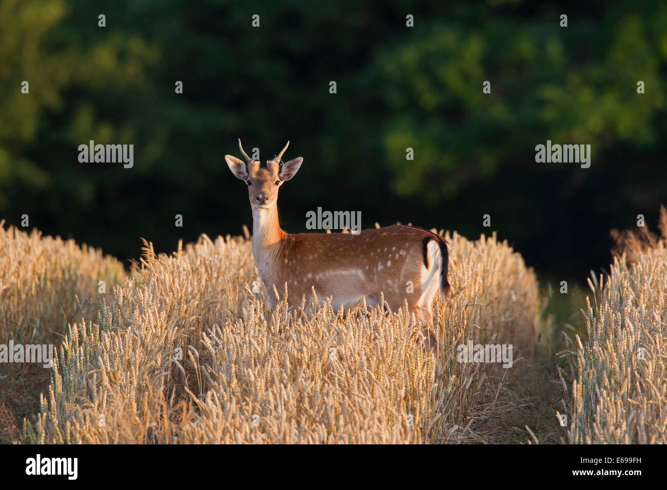 Fallow deer (Dama dama) young buck in wheat field in summer Stock Photo ...