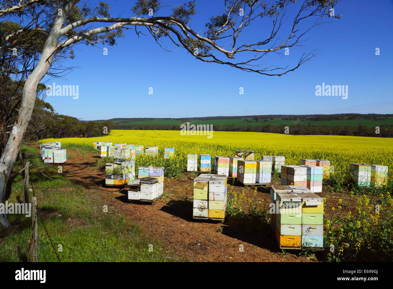 Beekeeper australia hi-res stock photography and images - Alamy