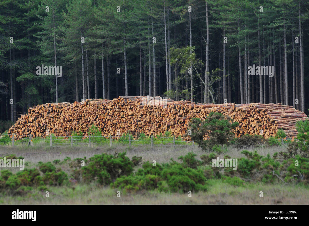 An enormous log pile Dorset UK Stock Photo - Alamy