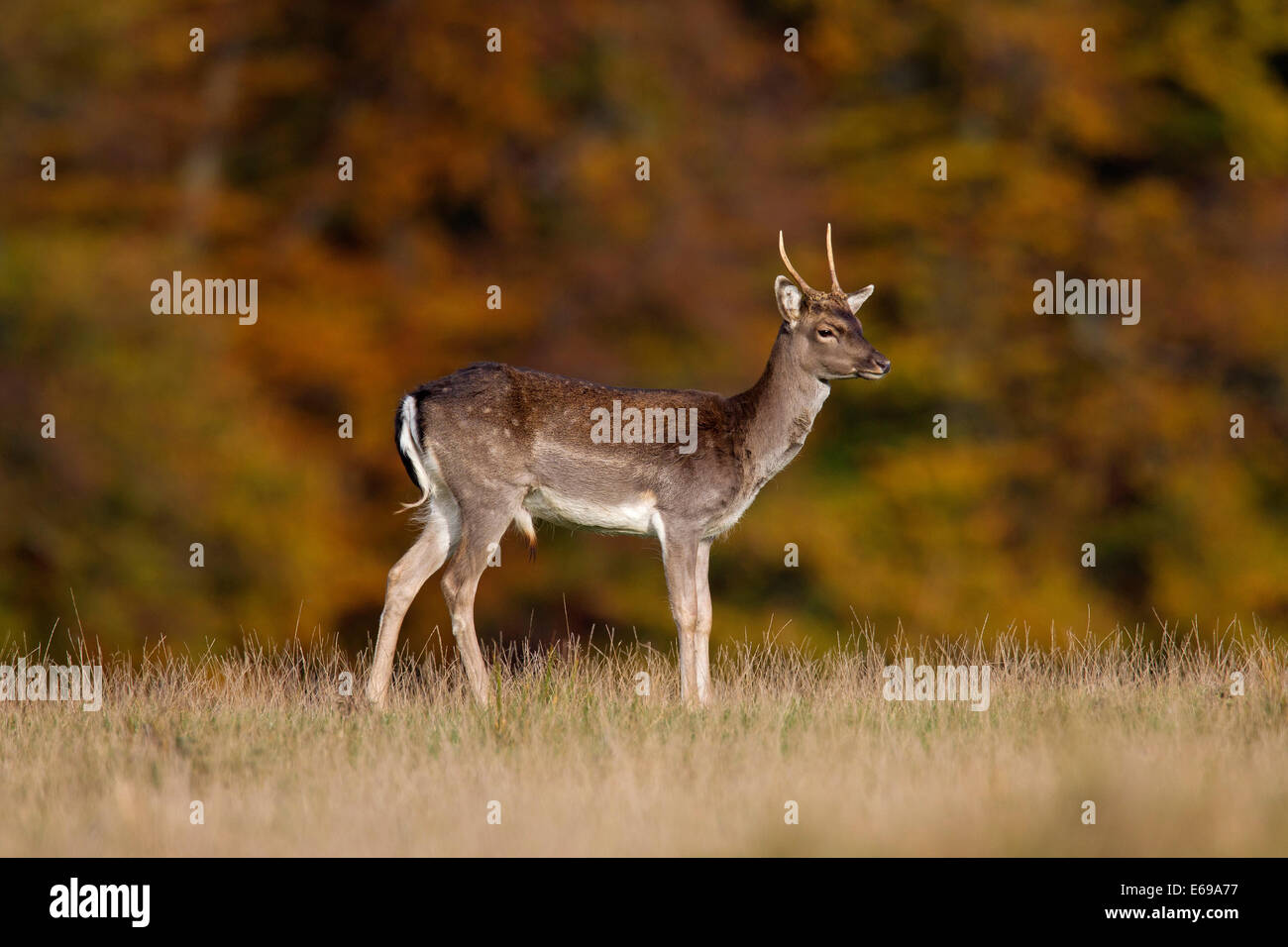 Fallow deer (Dama dama) young buck in grassland at forest's edge during ...