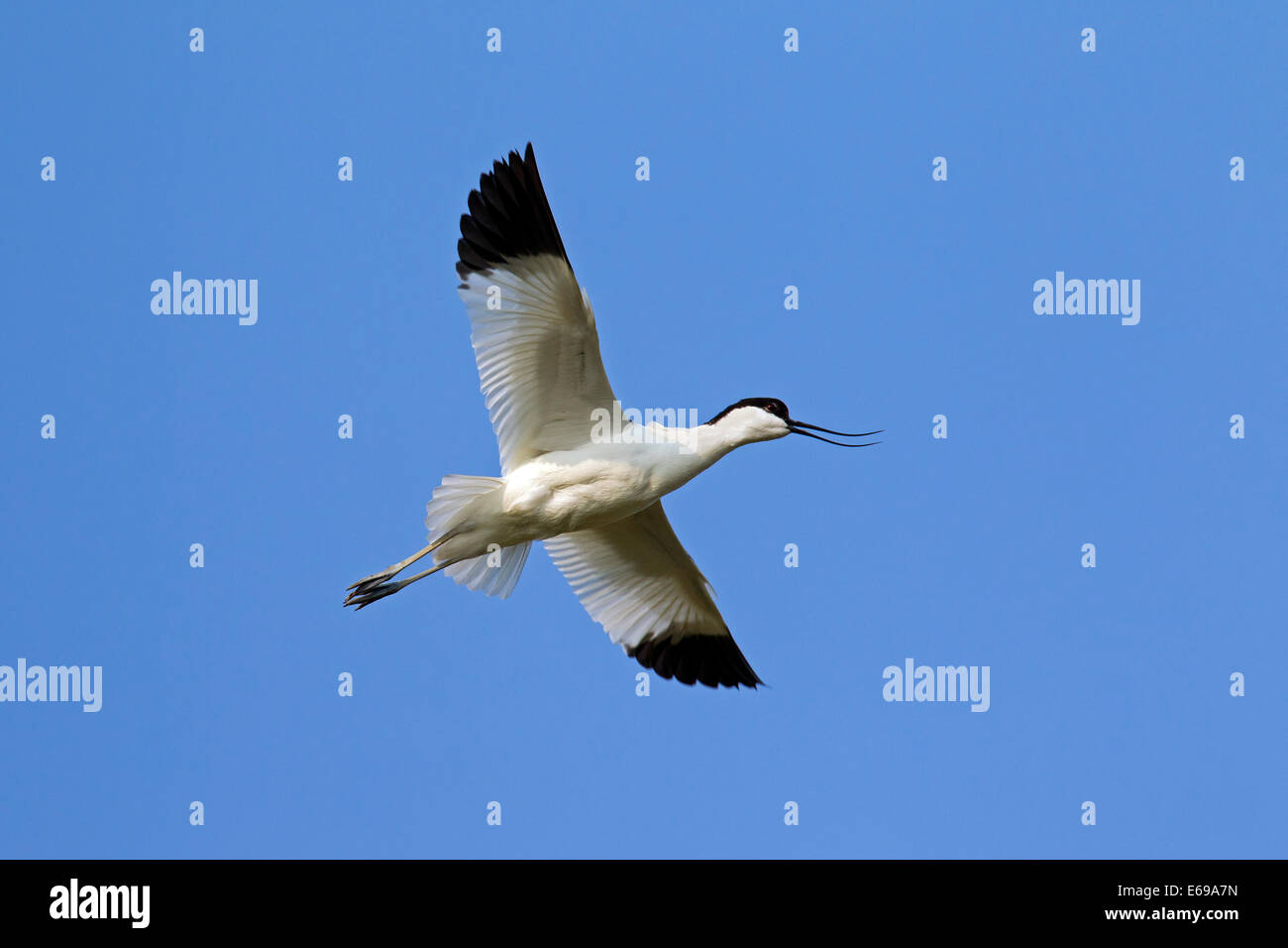 Pied Avocet (Recurvirostra avosetta) in flight and calling Stock Photo ...