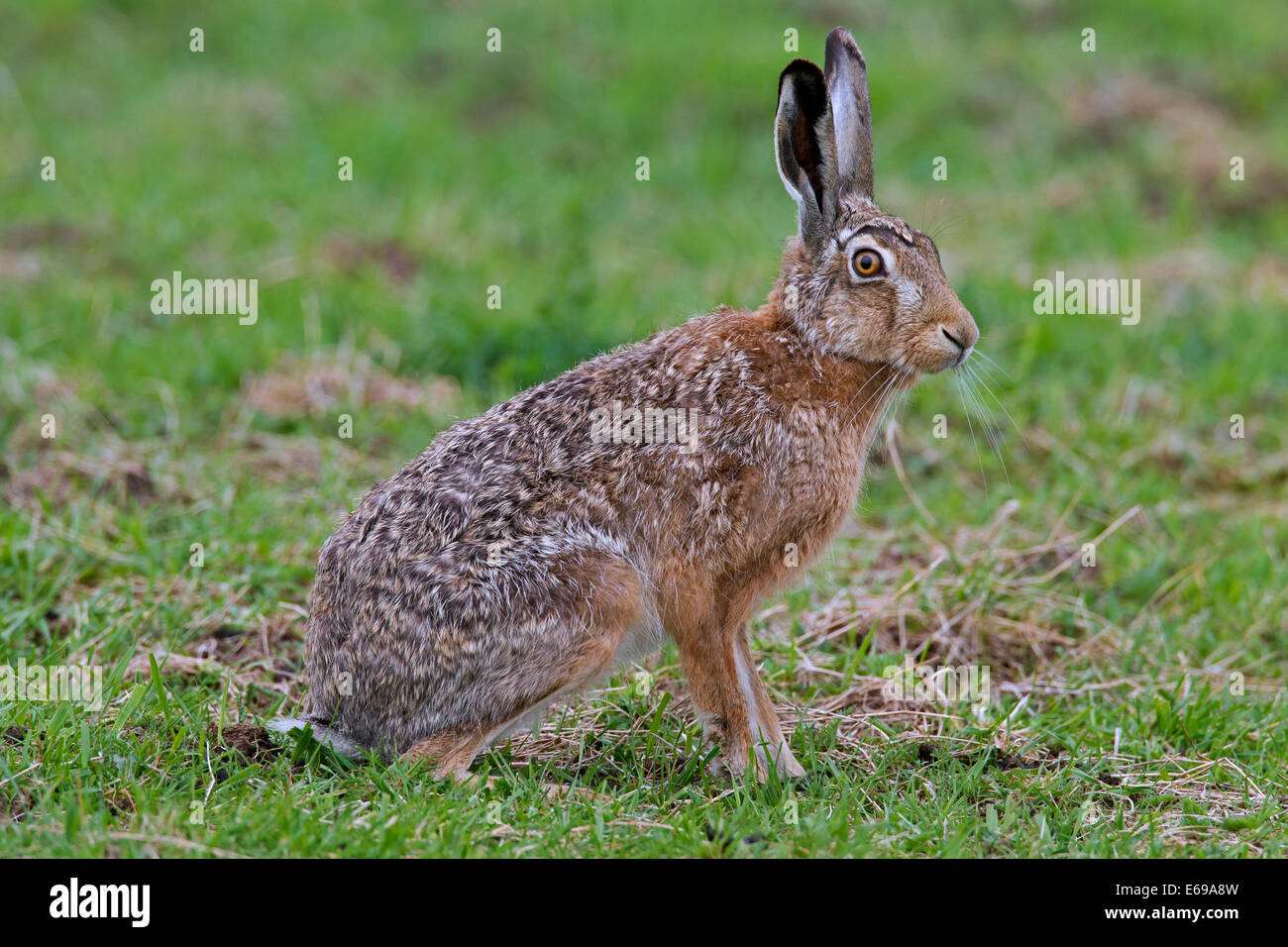 European Brown Hare (Lepus europaeus) in field Stock Photo - Alamy