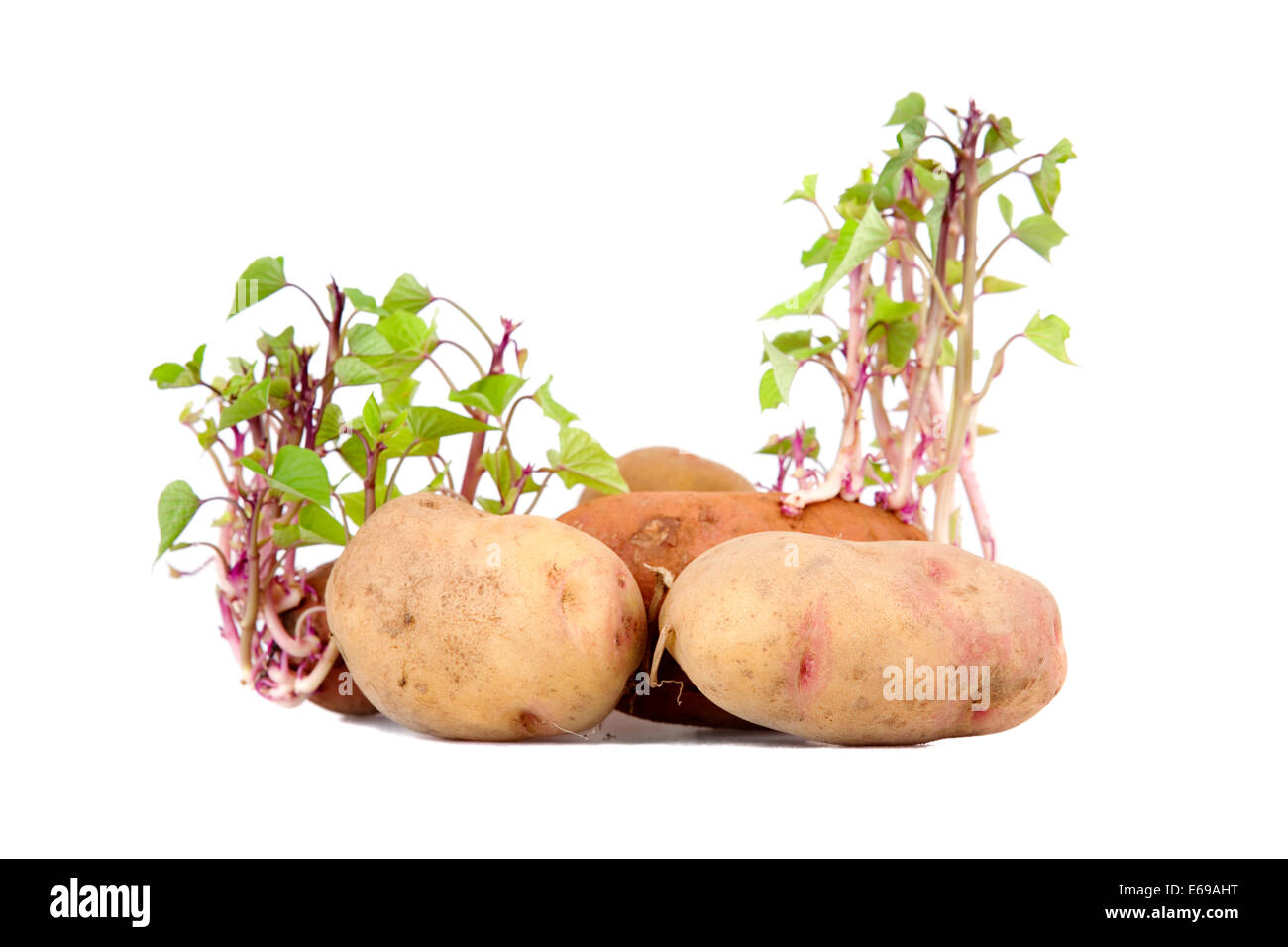 Old potatoes Cut Out Stock Images & Pictures - Alamy