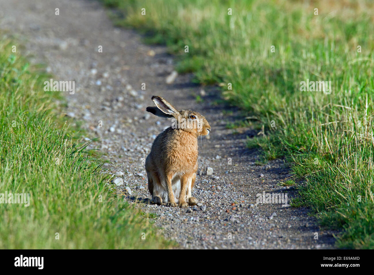 European Brown Hare (Lepus europaeus) sitting on path in field Stock ...
