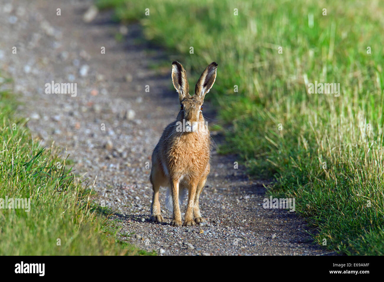 Sitting on path hi-res stock photography and images - Alamy