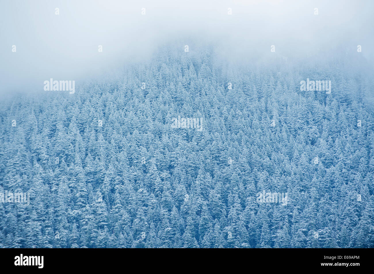 Aerial view of snowy trees Stock Photo - Alamy