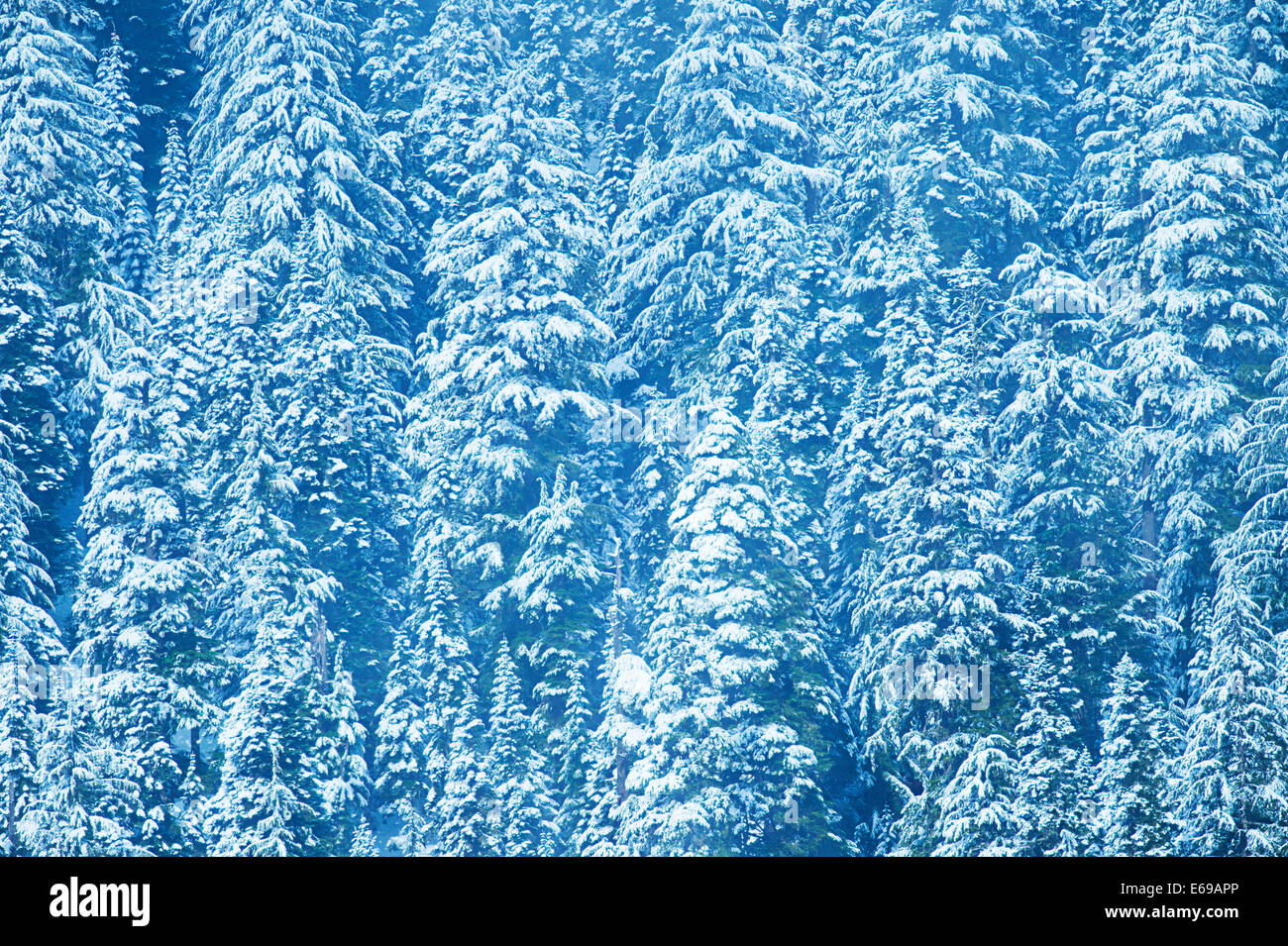 Pine trees birds eye view hi-res stock photography and images - Alamy
