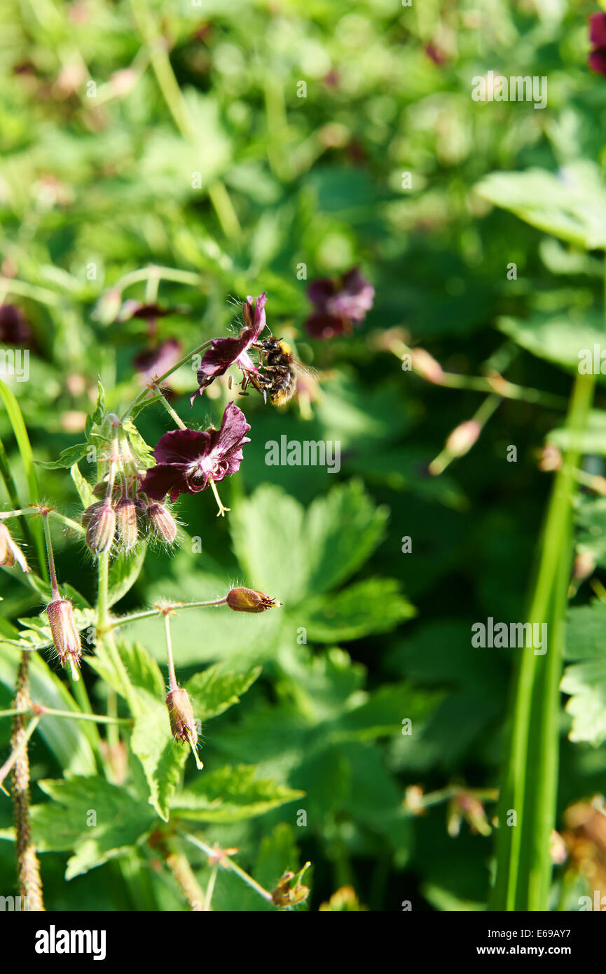Summer Garden Geranium Flowers and Bee Stock Photo - Alamy