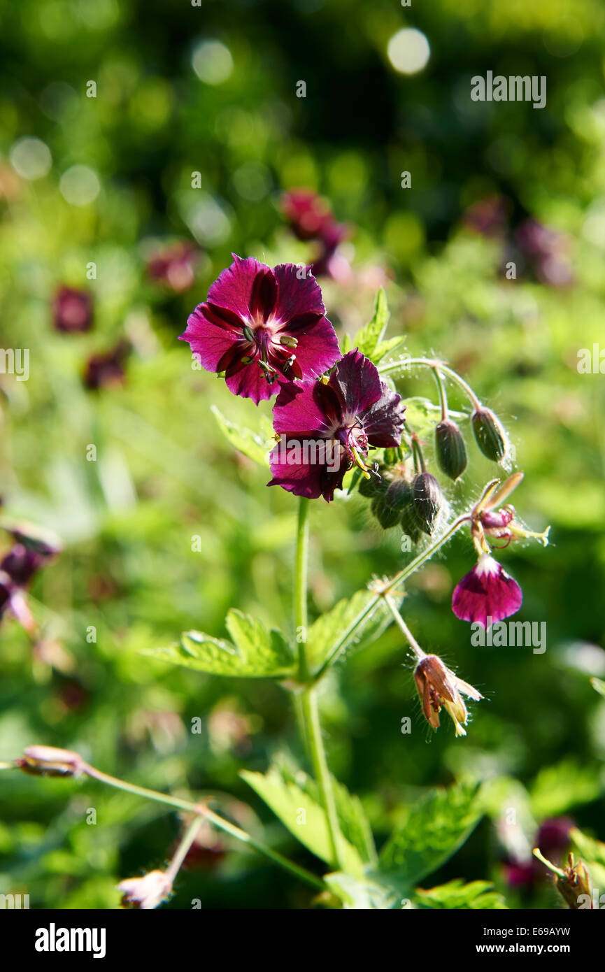 Summer Garden Flowers Geranium Stock Photo - Alamy