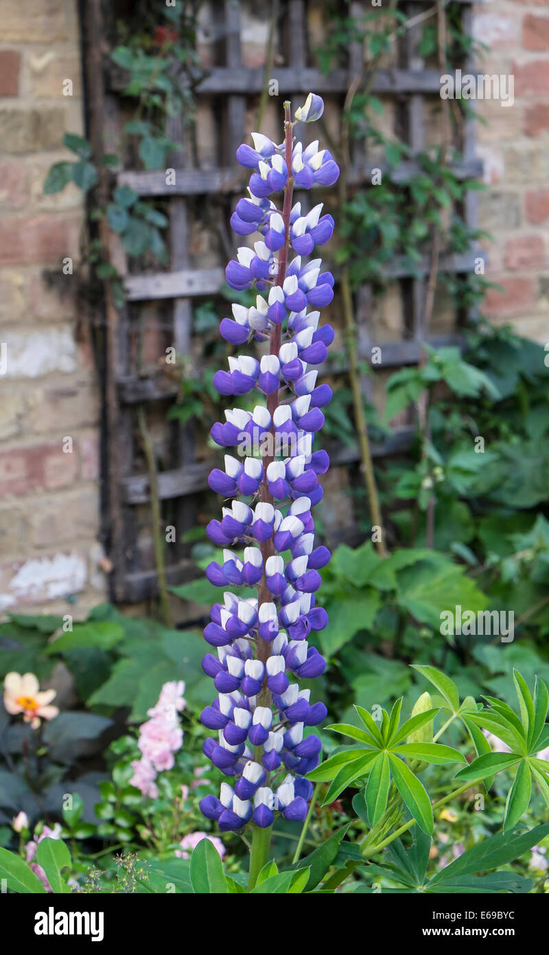 White lupin hi-res stock photography and images - Alamy