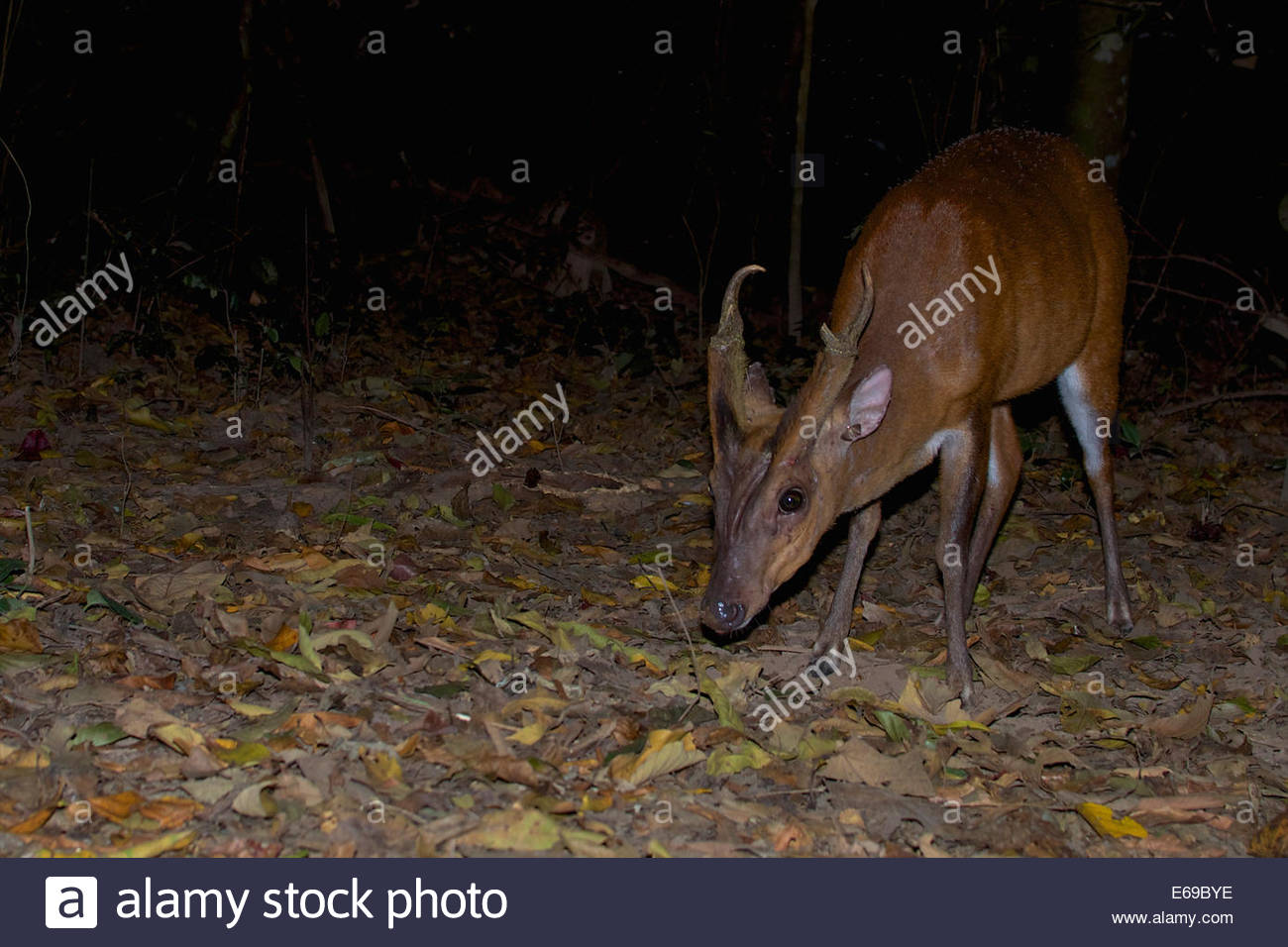 Indian Muntjac Muntiacus Stock Photos & Indian Muntjac Muntiacus Stock ...
