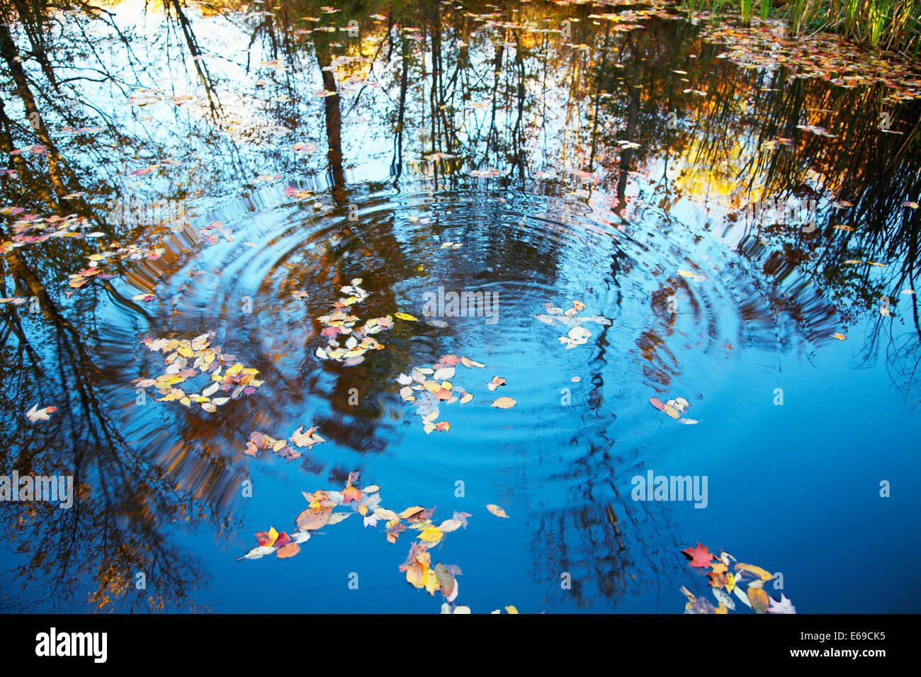 Ripples and leaves in still rural lake Stock Photo - Alamy