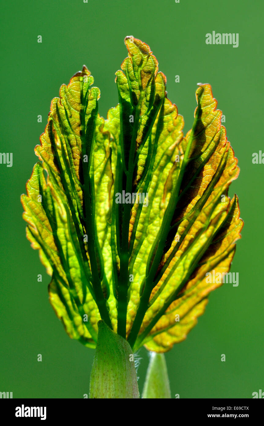Sycamore leaf opening in spring Stock Photo - Alamy