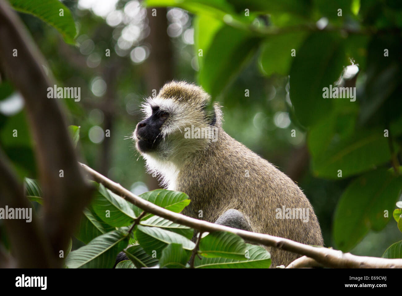 Vervet monkey male Cercopithecus aethiopsin) jungle background Tanzania ...
